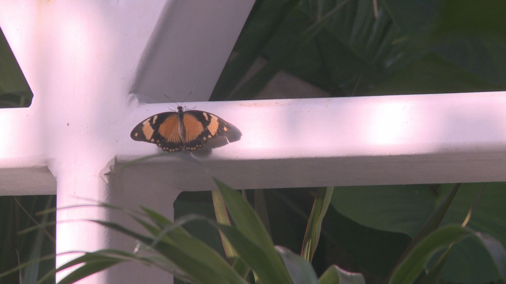 Why are monarch butterflies disappearing? | ksdk.com