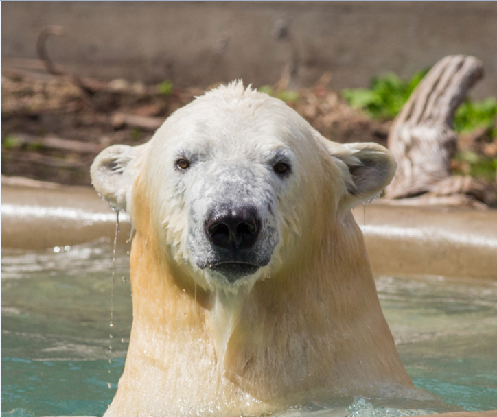 Kali the polar bear is here! | ksdk.com
