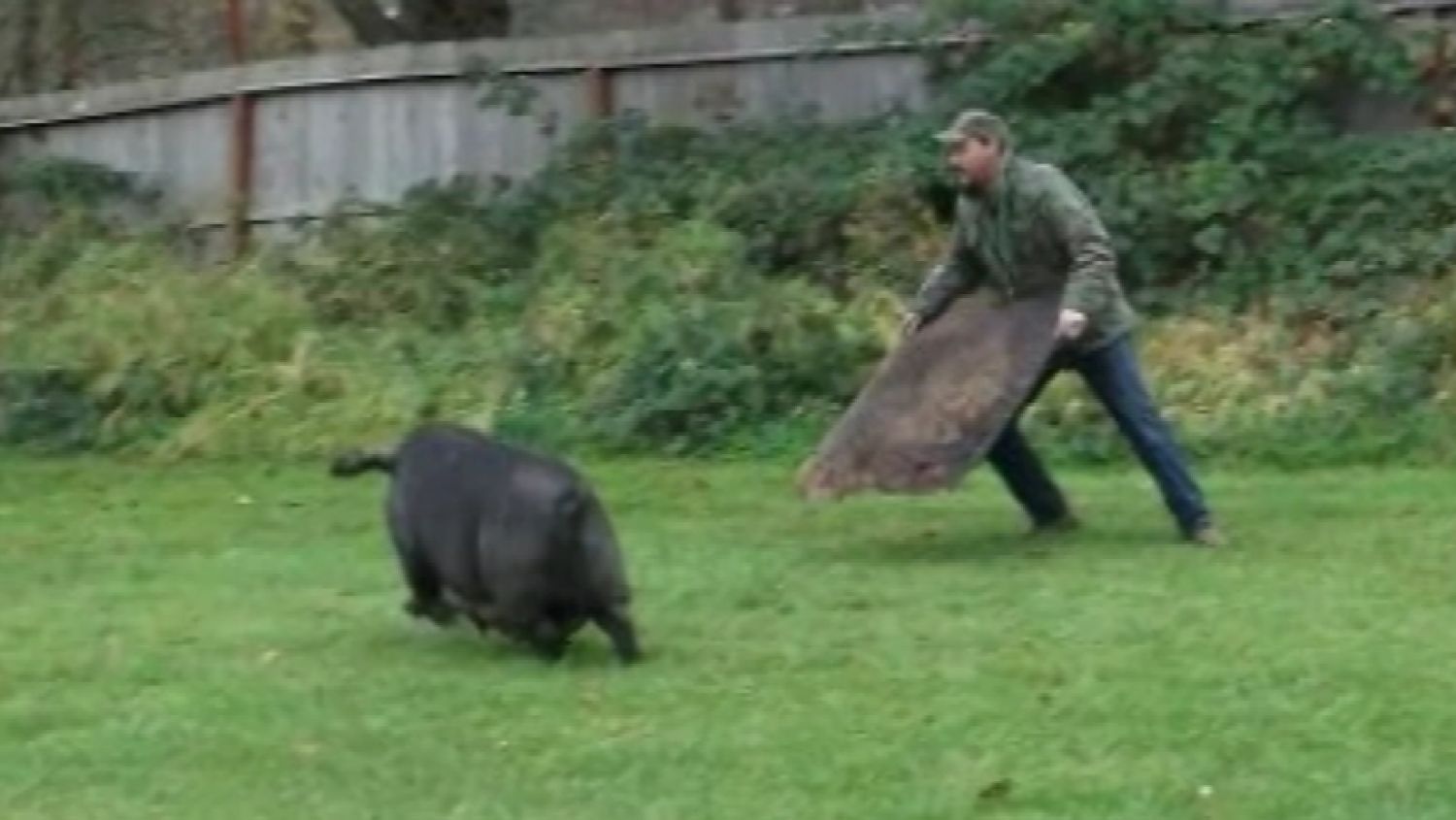 Ore. authorities help corral a huge pig roaming area | ksdk.com