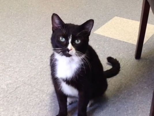 Gassy cat finds new home after stint at adoption agency | ksdk.com