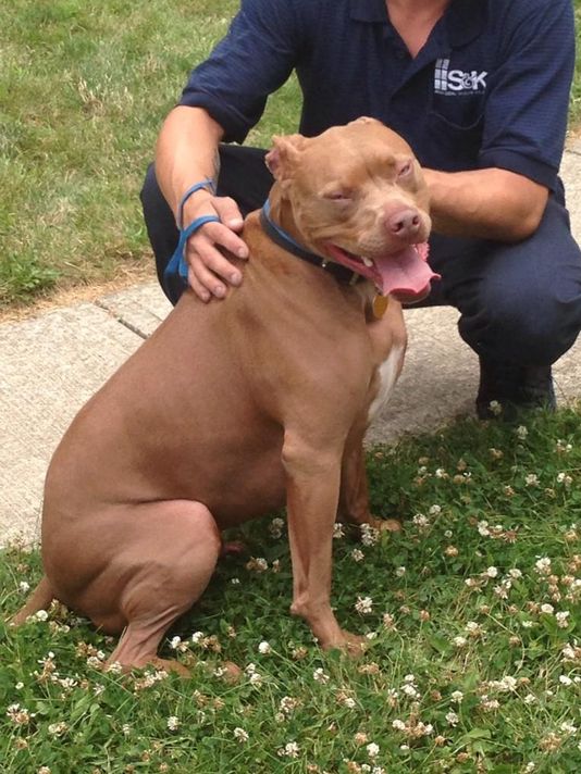 Pit bull saves deaf boy from house fire | ksdk.com