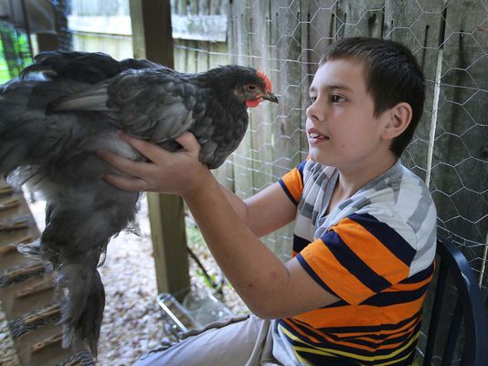 Indiana mom fights to keep son's autism therapy chickens | ksdk.com