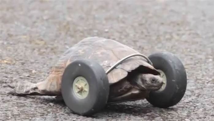 90-year-old tortoise gets new set of wheels after losing legs | ksdk.com