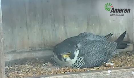 Watch live: Falcon chicks are hatching | ksdk.com