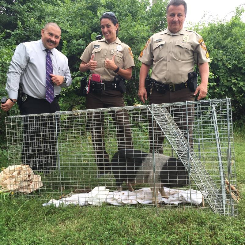 Missing Fenton pig captured, accomplice still at large | ksdk.com