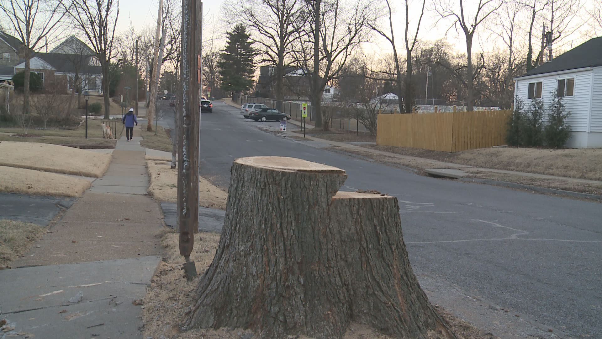 Neighbors fight to save trees in Brentwood | ksdk.com