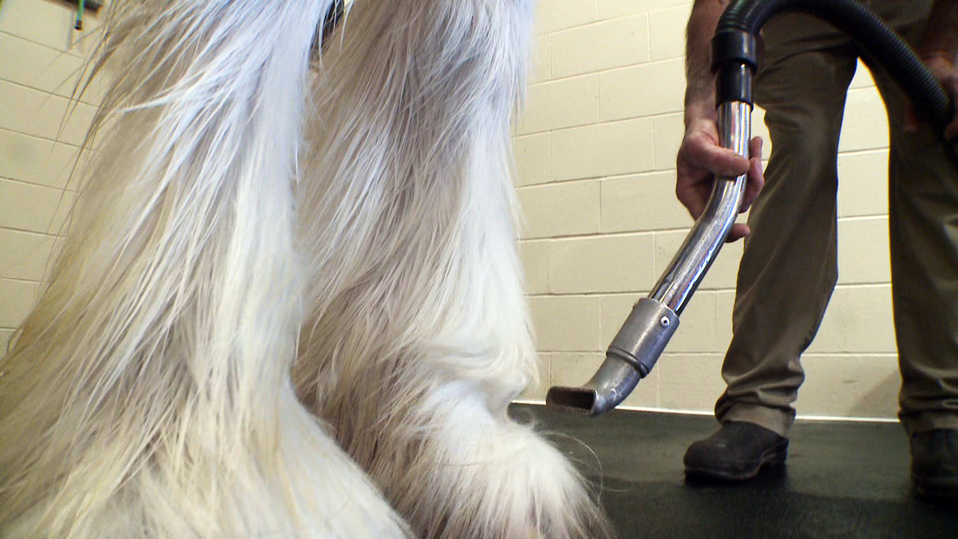 Meet John Soto, the Clydesdale caretaker | ksdk.com