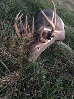 12 Point Whitetail Buck Shot