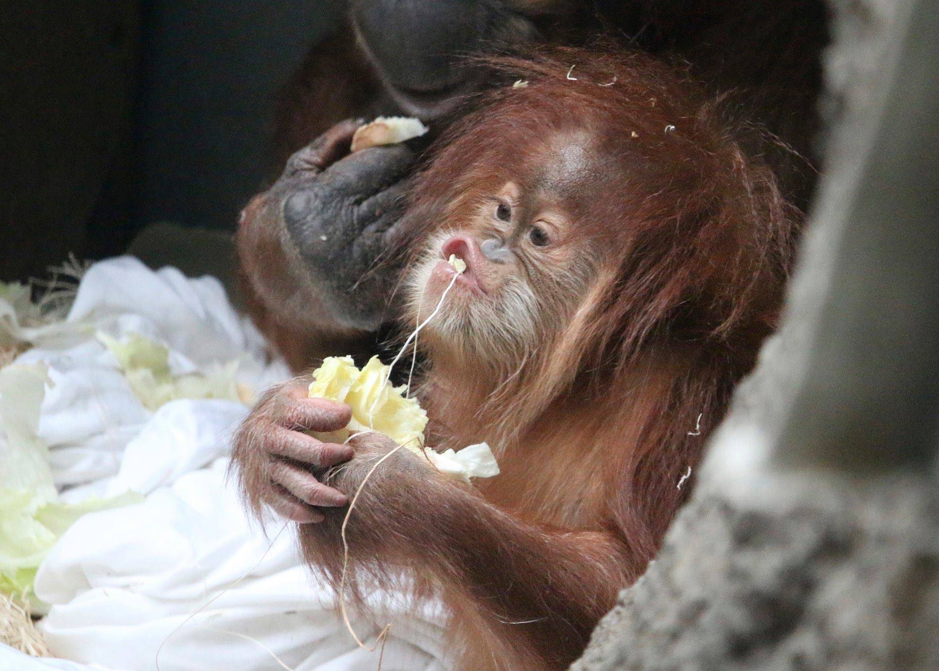 Photos: The first year of Ginger the Orangutan's life at the STL Zoo ...