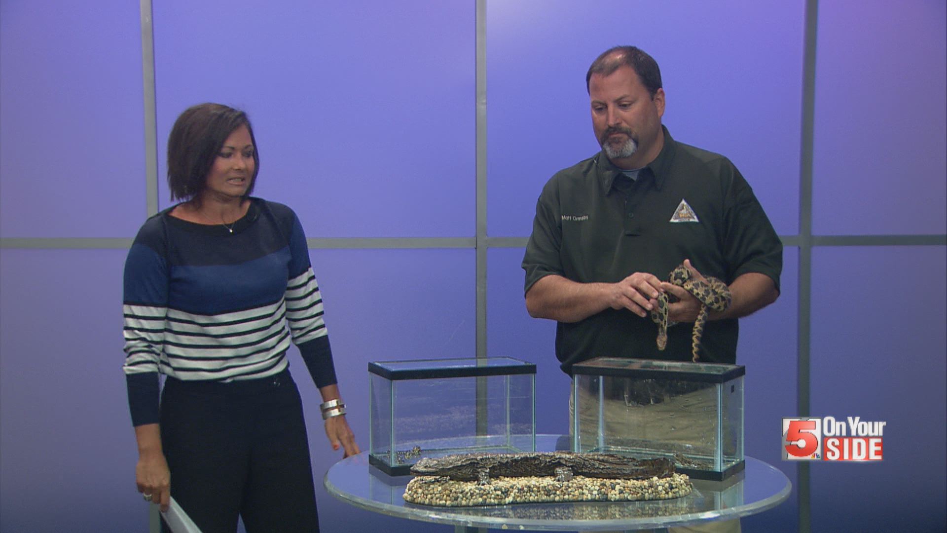 Heidi Glaus gets up close and personal with a snake | ksdk.com