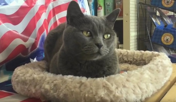 Meet the cat running for president | ksdk.com