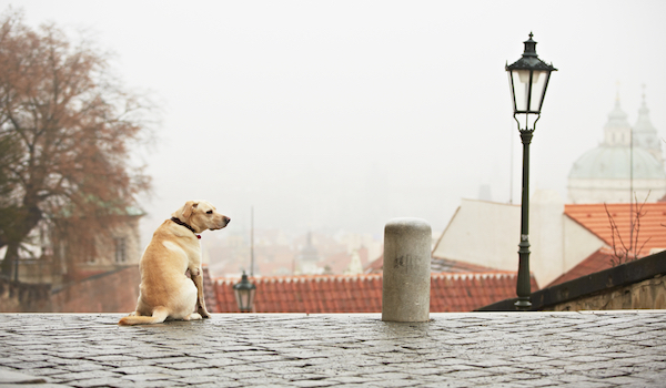 America's top 10 dog-friendly cities | ksdk.com