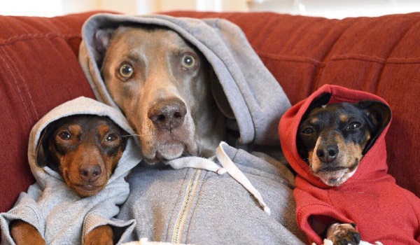 Meet the doggy trio with 1.2 million instagram followers | 13wmaz.com