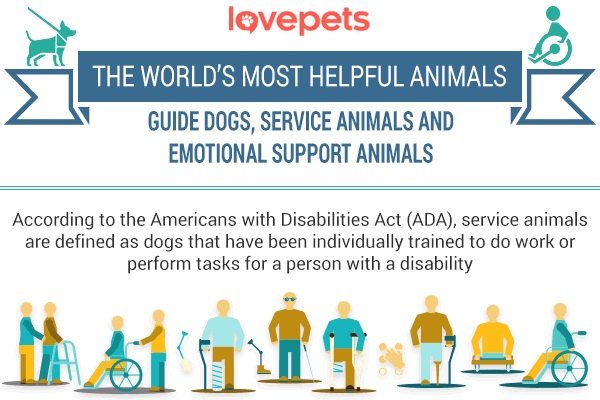 Infographic: Animals with unusually helpful skills | krem.com
