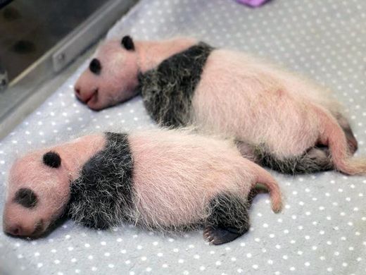 Photos: Baby twin pandas born at Toronto Zoo | abc10.com