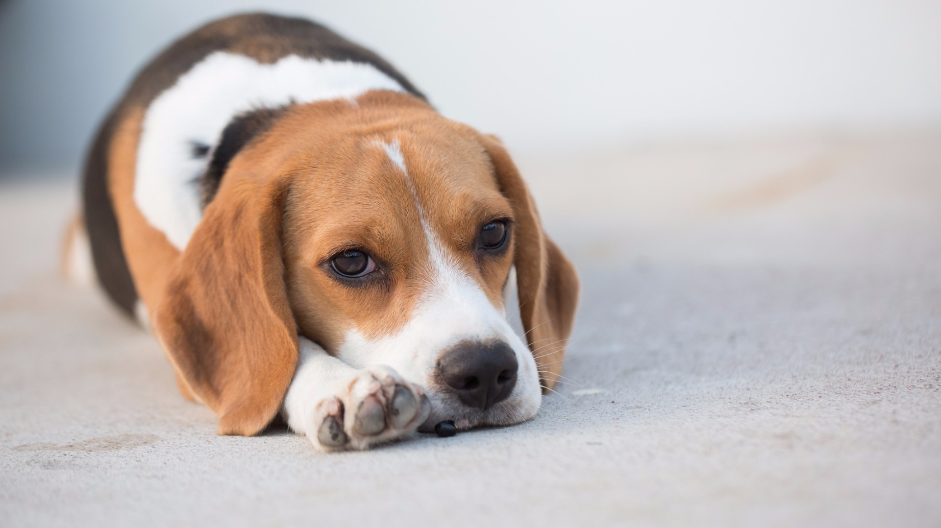 Mizzou defends study that led to beagles' deaths | ksdk.com