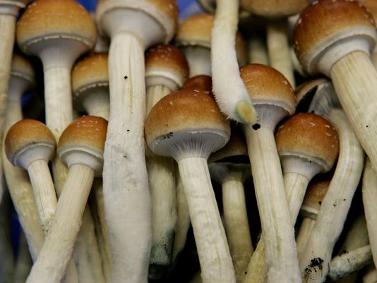 Shrooms! 5 most incredible discoveries of the week | ksdk.com