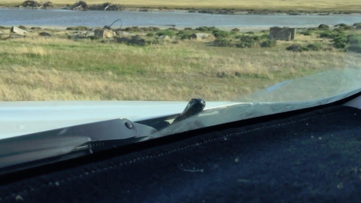 Snake Emerges from the Hood of Car, Refuses to Leave | wltx.com