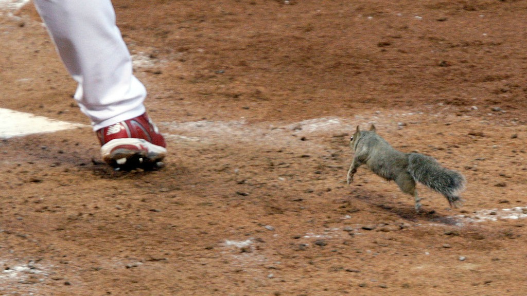 Where is he now? The Cardinals rally squirrel | ksdk.com
