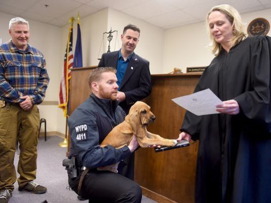 Adorable bloodhound becomes newest member of Pa. police department ...