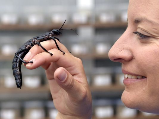 Six-legged 'land lobster,' long thought extinct, discovered on volcanic ...