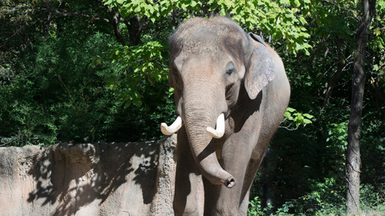 Raja will spend his 25th birthday inside | ksdk.com